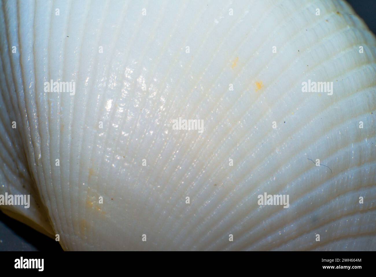 Beautydetail hi-res stock photography and images - Alamy
