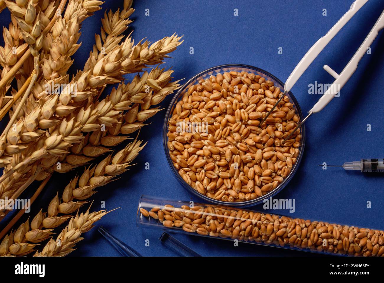 Wheat grain and wheat ears on a laboratory table. testing of grain ...