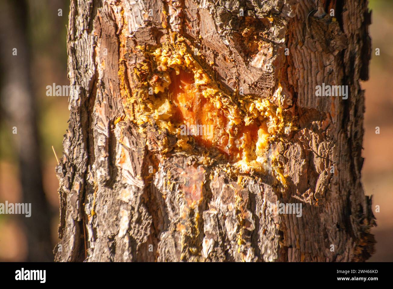 A close-up unveils the intricate texture and details of a tree trunk ...
