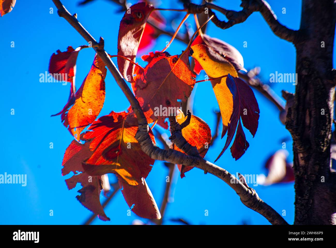 Woodedwilderness hi-res stock photography and images - Alamy