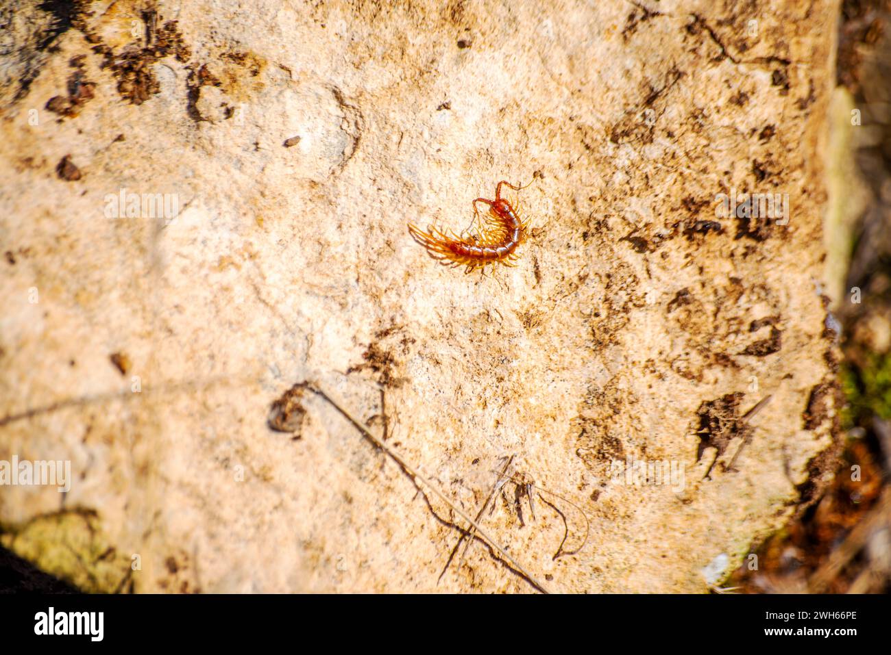 A small, brown juvenile centipede confidently crawls on a rocky surface ...