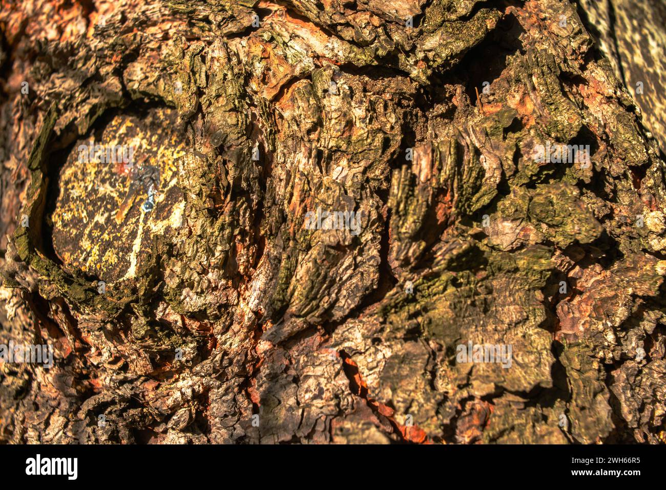 A close-up unveils the intricate texture and details of a tree trunk ...