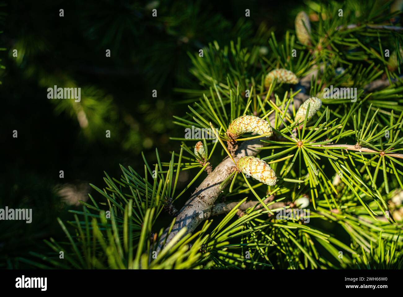 A lush display of pine tree branches, showcasing the evergreen beauty and natural elegance of ...
