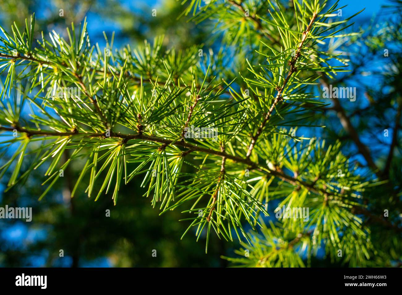 A lush display of pine tree branches, showcasing the evergreen beauty and natural elegance of ...