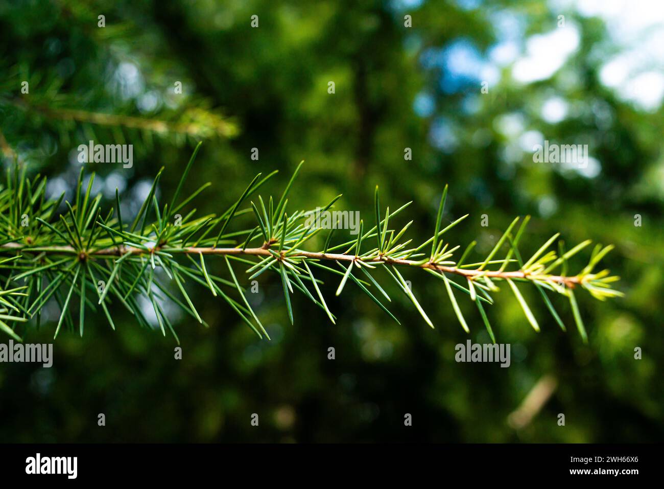 A lush display of pine tree branches, showcasing the evergreen beauty and natural elegance of ...