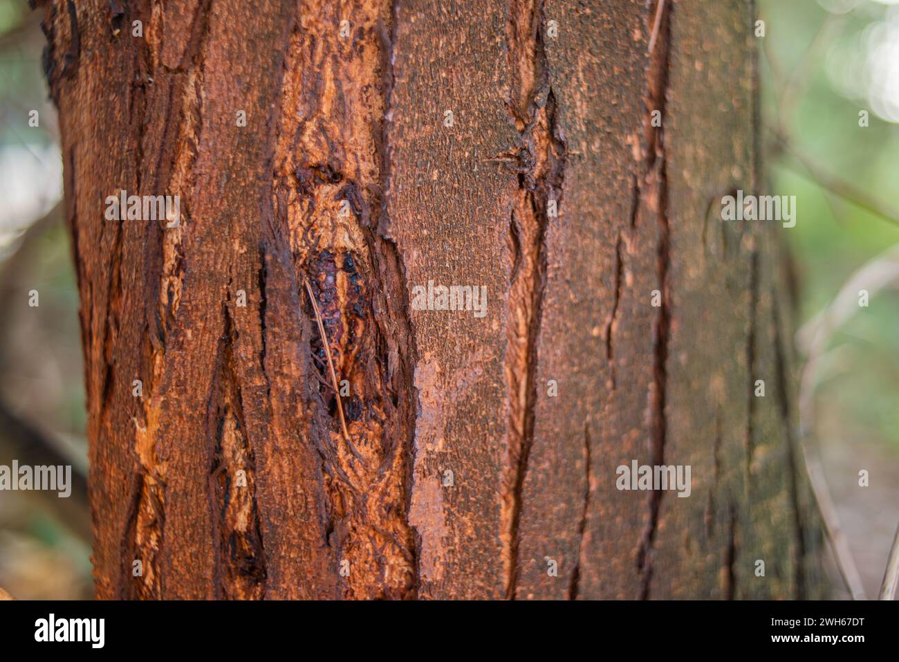 A close-up unveils the intricate texture and details of a tree trunk ...