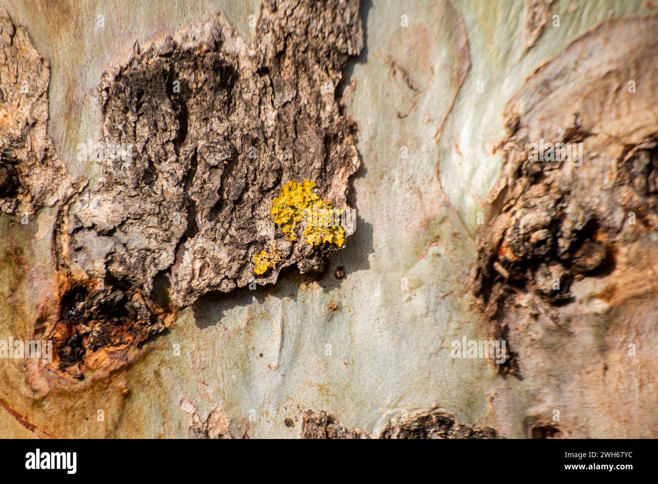 A close-up photo captures the textured beauty of a tree trunk ...