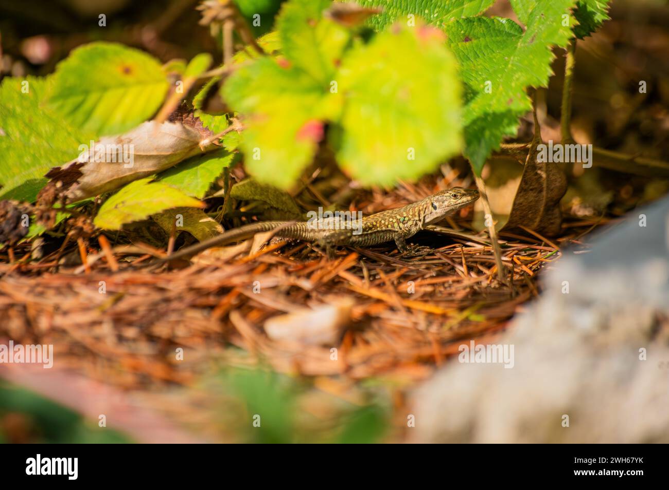 Reptilian camouflage hi-res stock photography and images - Alamy