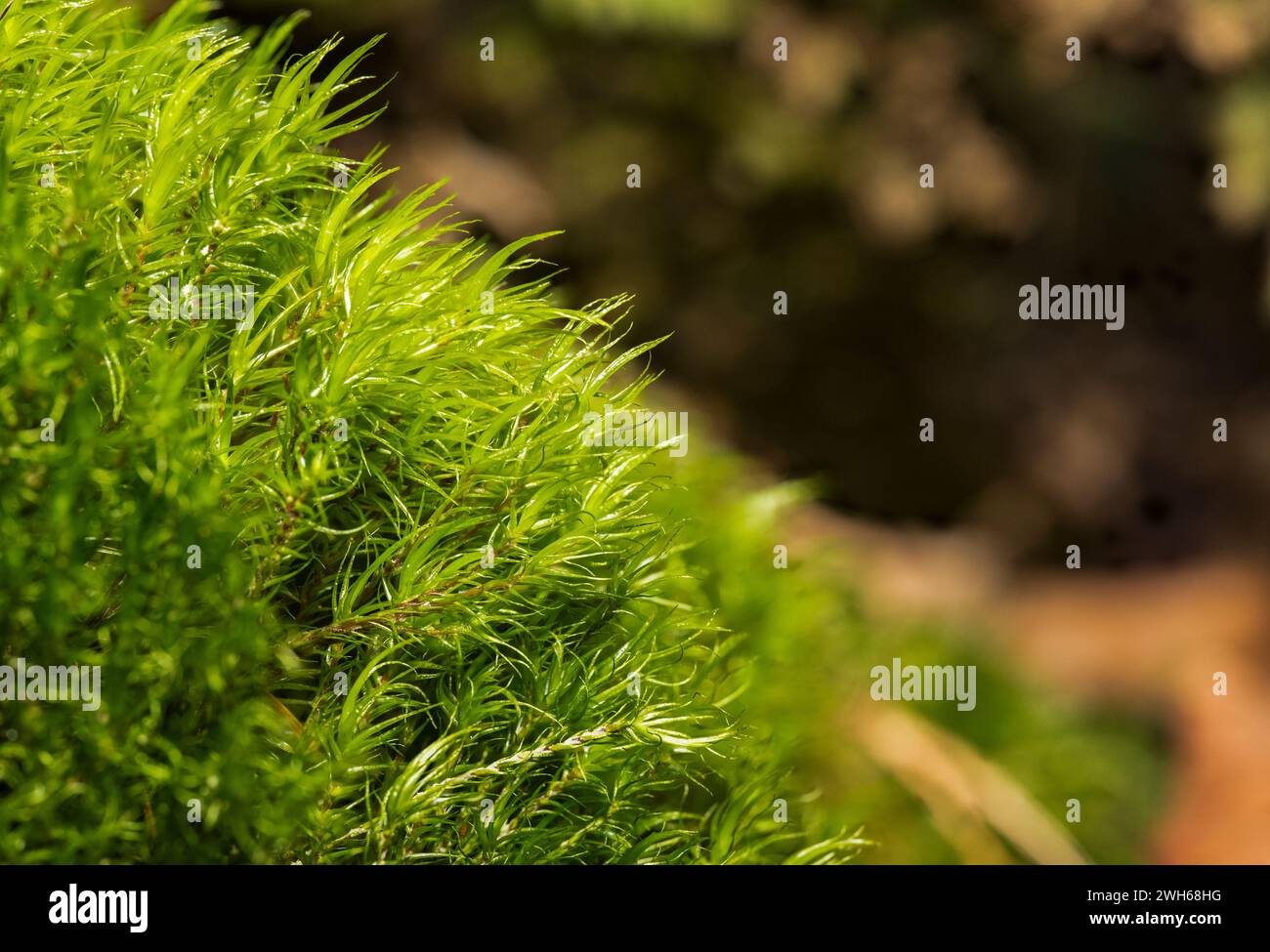 Broom Forkmoss, Windswept broom moss growing on the side of a river on ...