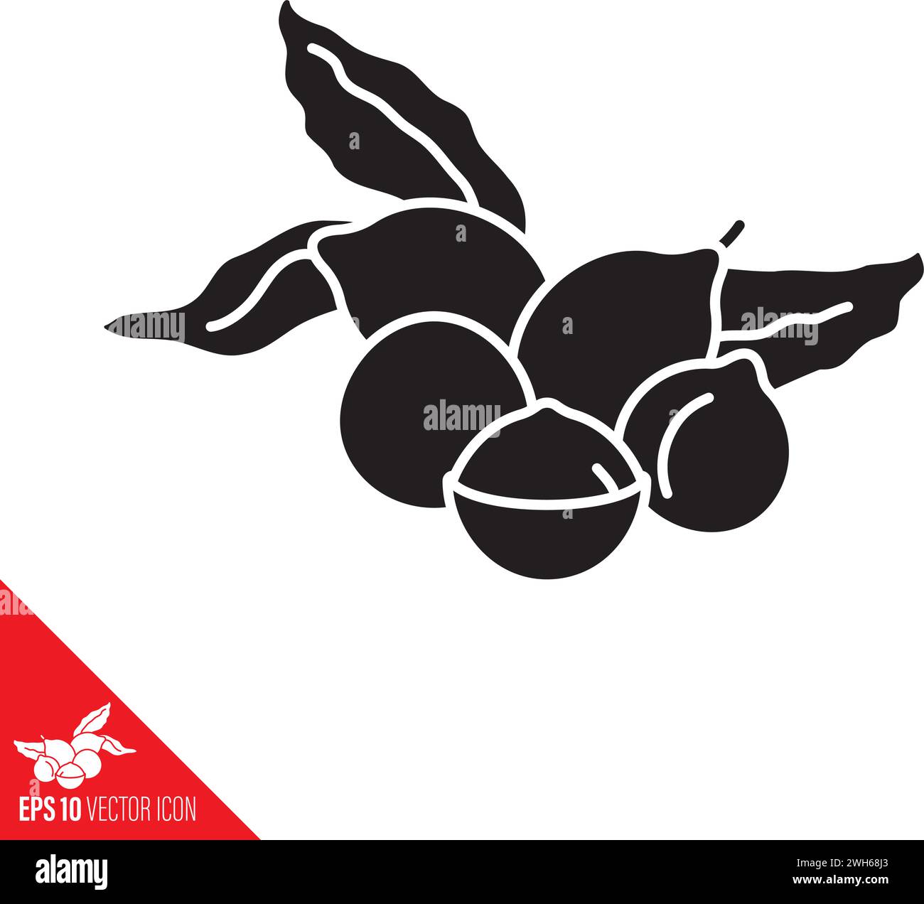 Macadamia nut illustration hi-res stock photography and images - Alamy