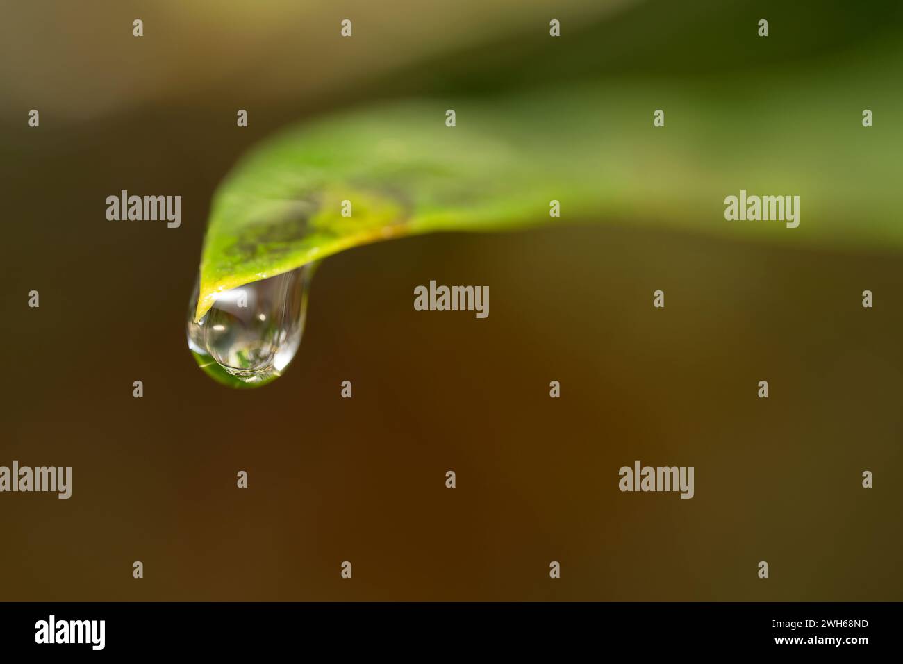 Single raindrop hanging from a green leaf on a winters day, closeup ...