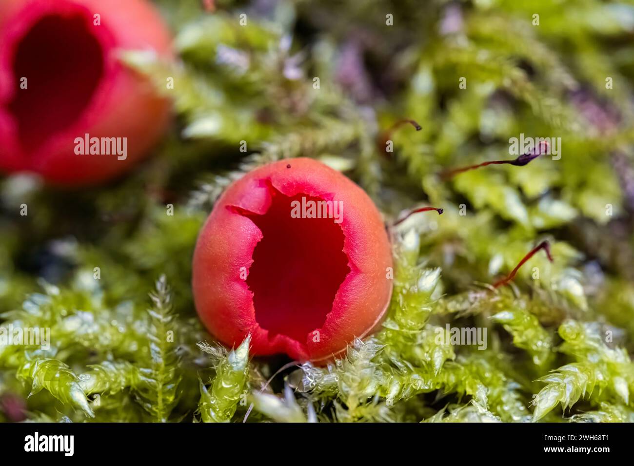 Bright red Elf cup fungi. Sarcoscyphaceae growing on rotting wood ...