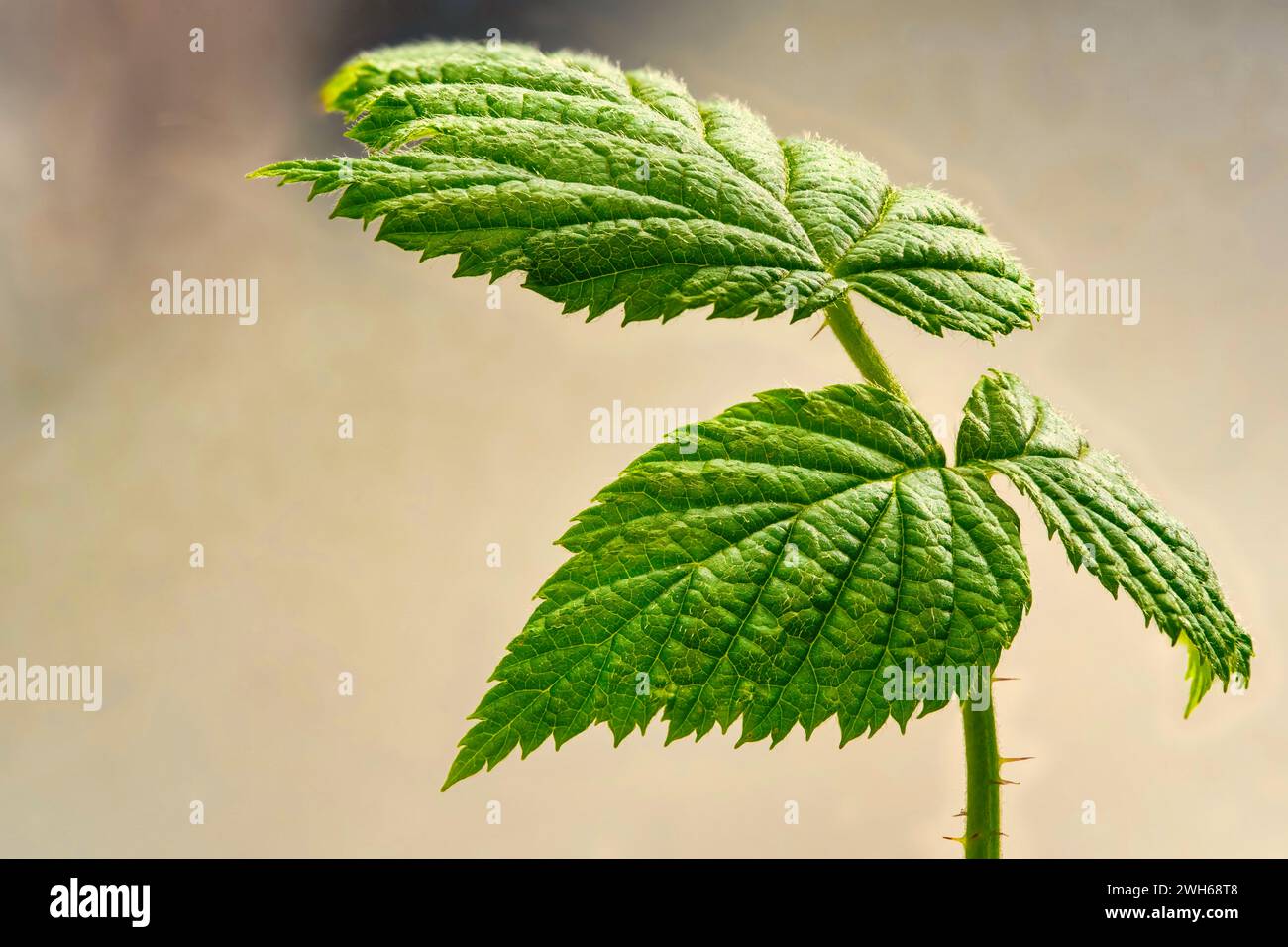 Macro photograph of the new leaves of the Raspberry plant. Intricate ...