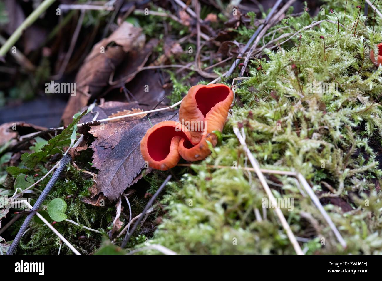 Bright red Elf cup fungi. Sarcoscyphaceae growing on rotting wood ...