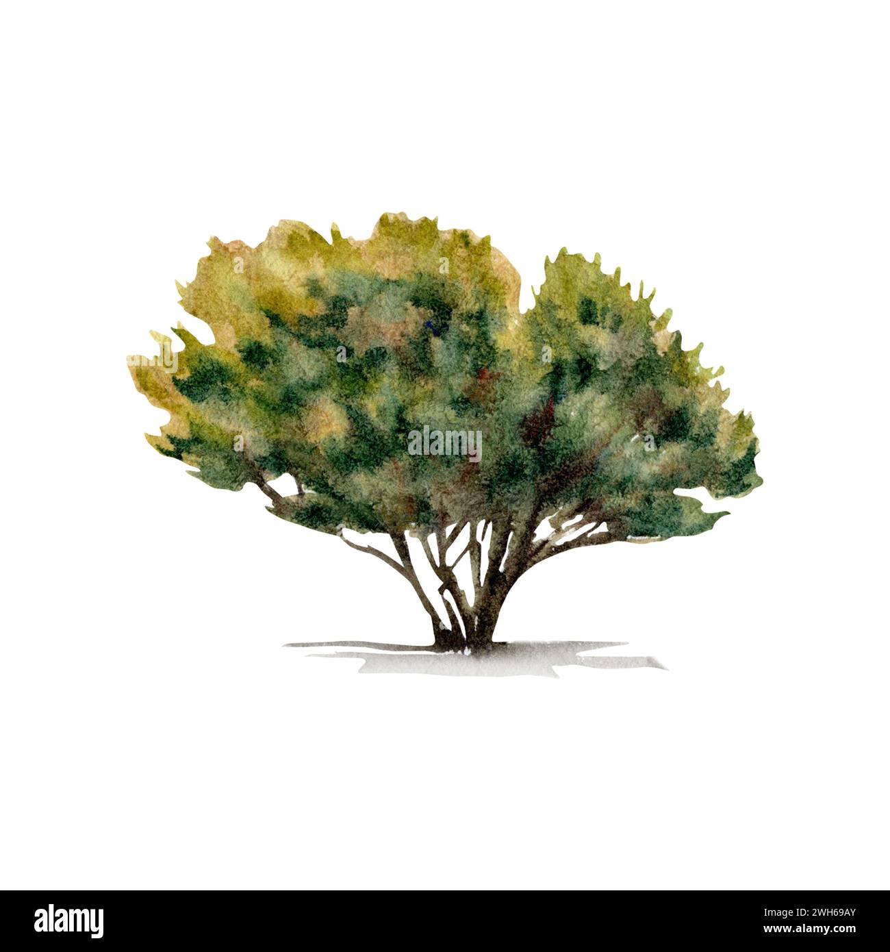 Tree track Cut Out Stock Images & Pictures - Alamy