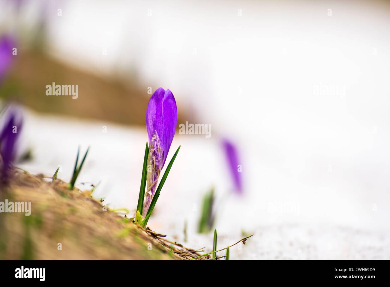Spring crocus flower bud in the snow, Easter background Stock Photo - Alamy