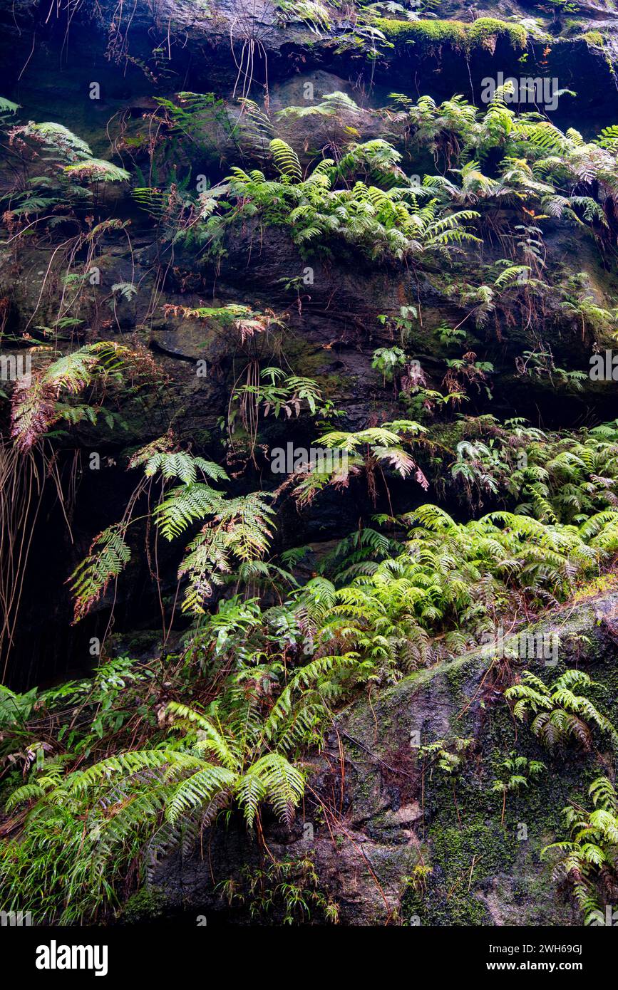 Australian native perennial bracken ferns hi-res stock photography and ...