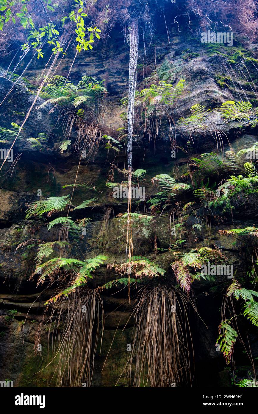Australian native perennial bracken ferns hi-res stock photography and ...