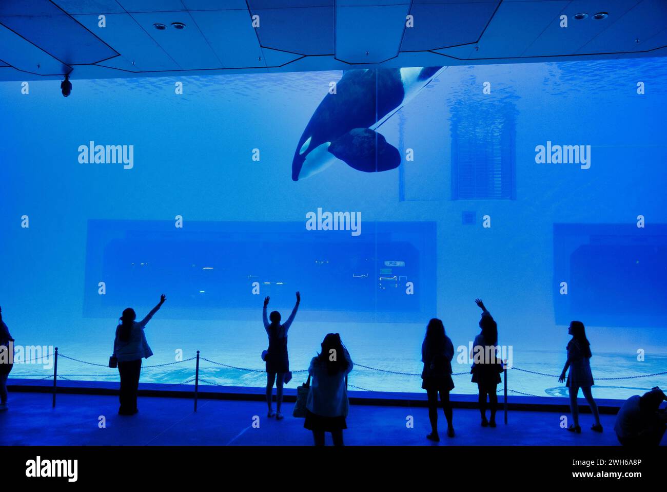 A group of people marveling at a mesmerizing aquarium Stock Photo - Alamy