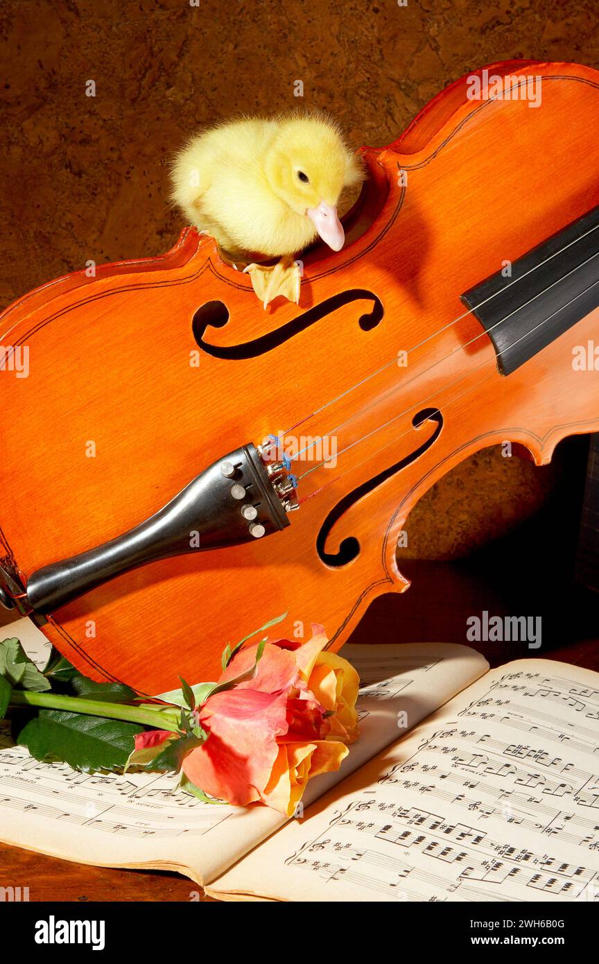 4 days old easter duckling sitting on a violin Stock Photo - Alamy