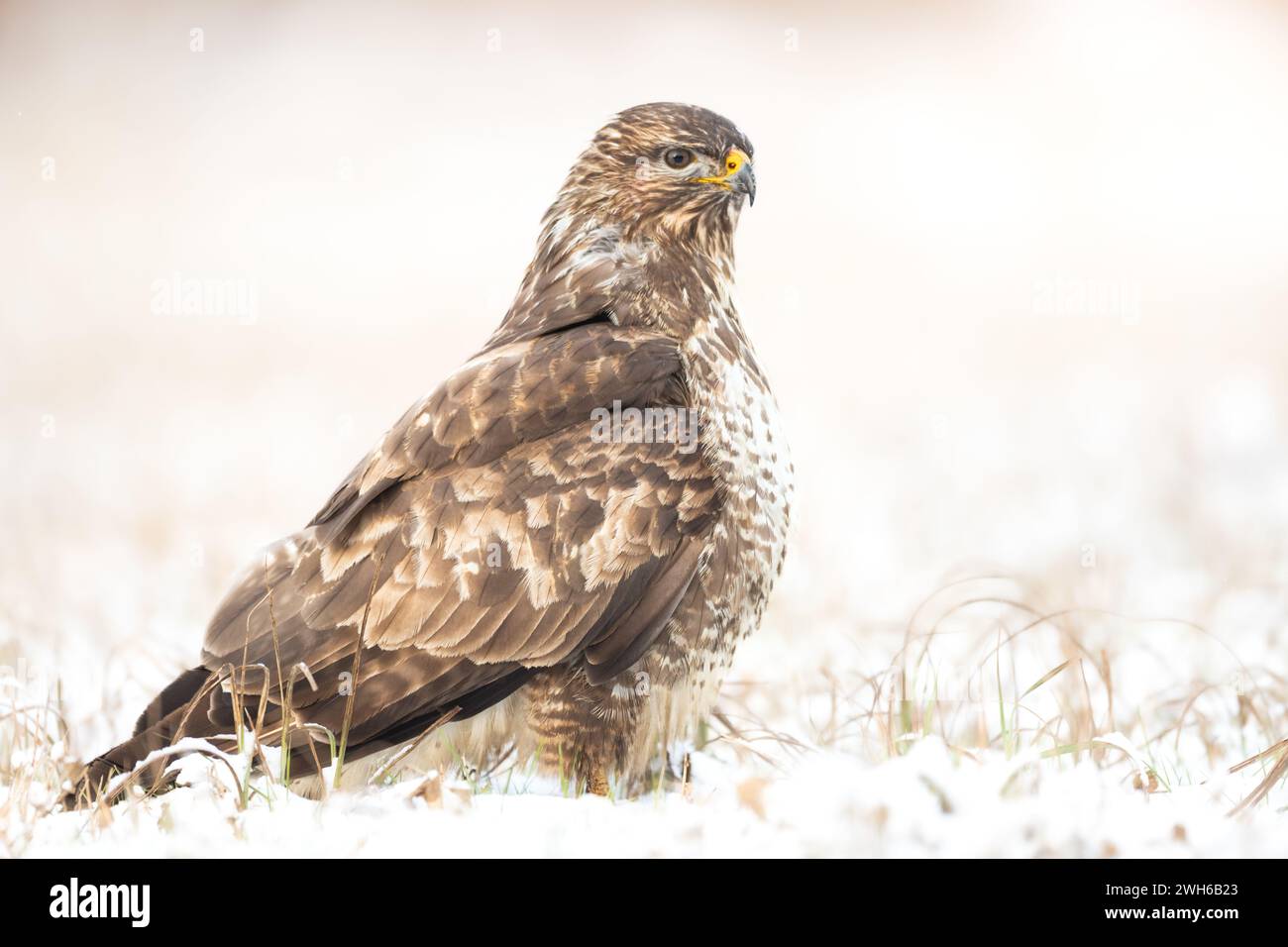 landing Common buzzard Buteo buteo in the fields buzzards in natural ...