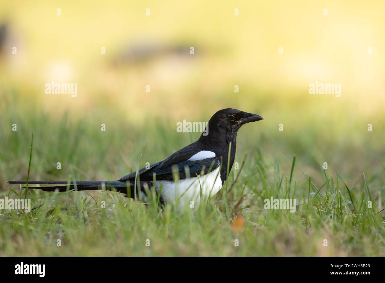 Bird - Common magpie Pica pica, very smart and clever bird with black ...
