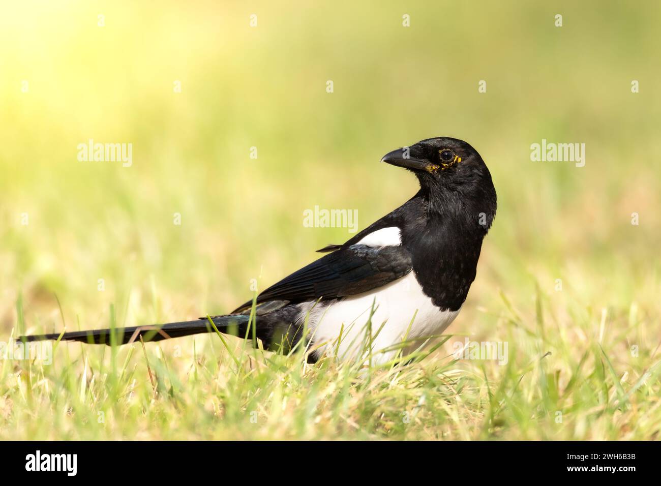 Bird - Common magpie Pica pica, very smart and clever bird with black ...