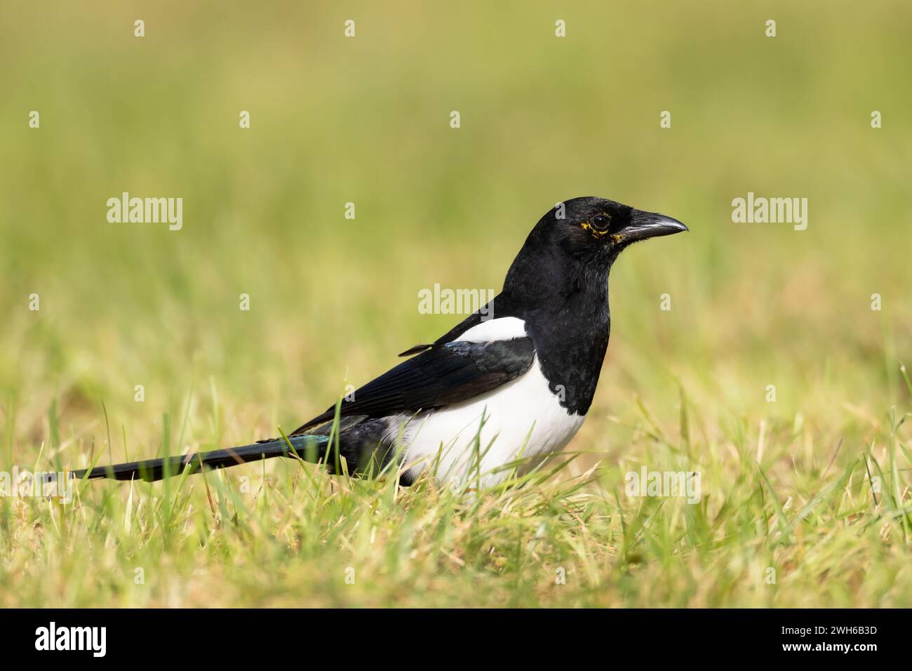 Bird - Common magpie Pica pica, very smart and clever bird with black ...