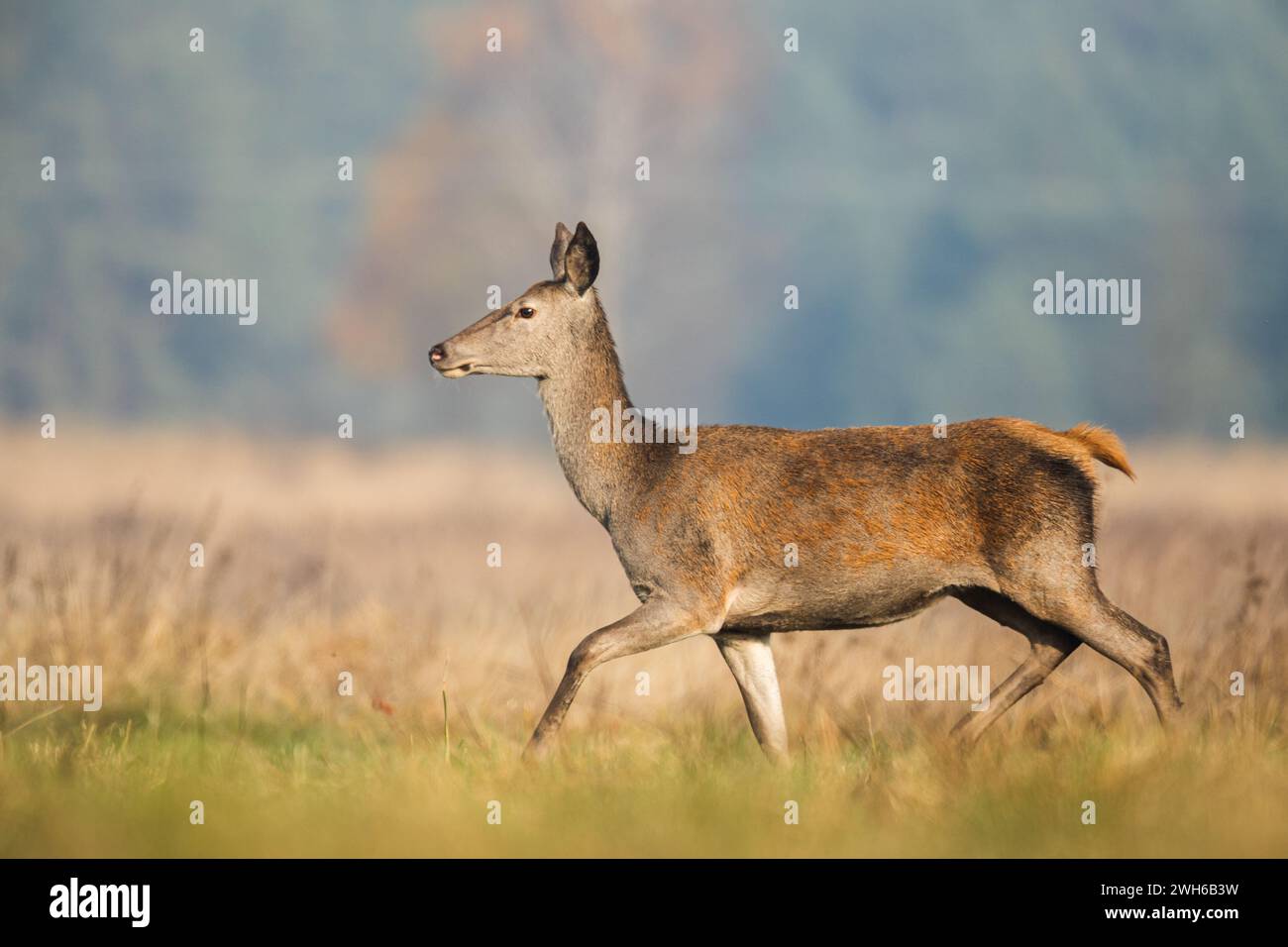 Cute red deer, Cervus elaphus, hind and fawn in nature looking aside ...