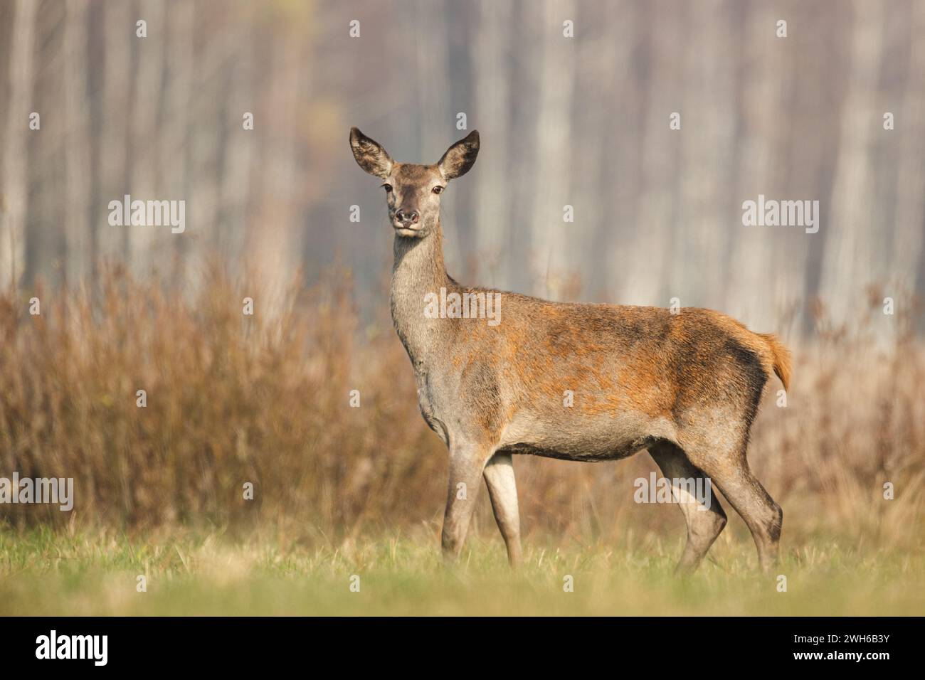 Cute red deer, Cervus elaphus, hind and fawn in nature looking aside ...