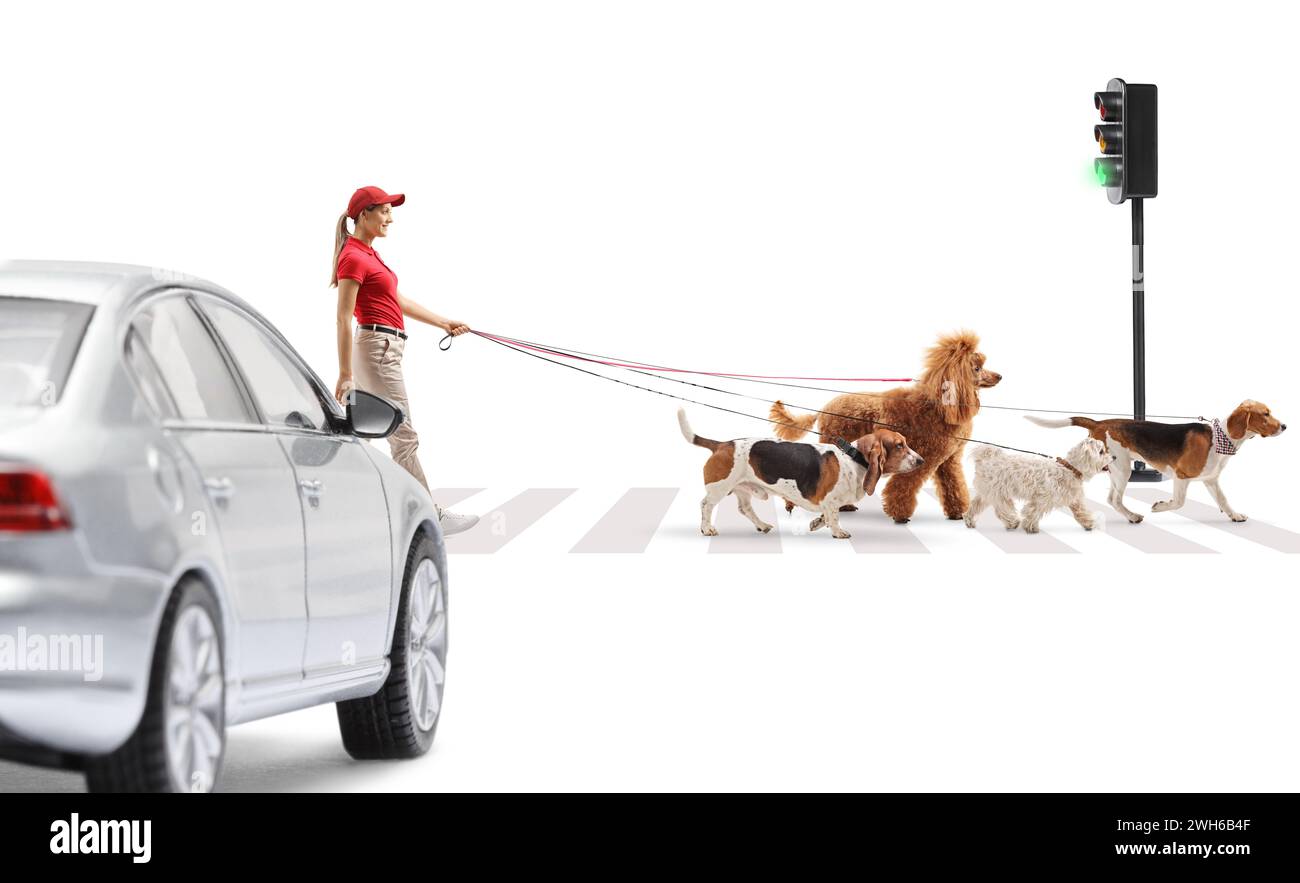 Female dog walker with dogs crossing a street at a traffic light ...