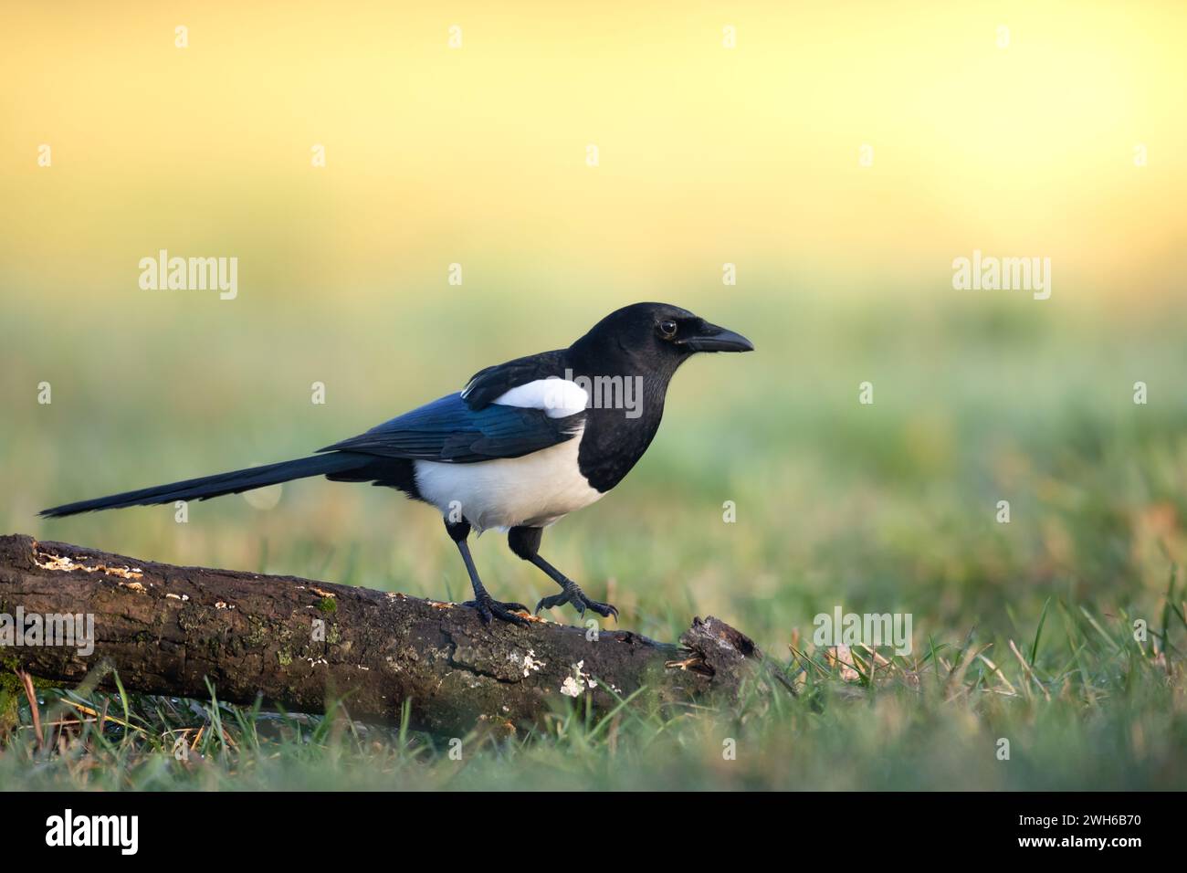 Bird - Common magpie Pica pica, very smart and clever bird with black ...