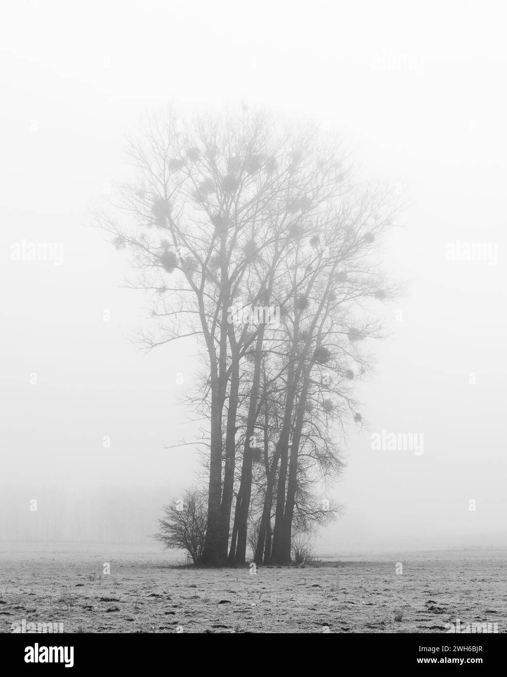 Abare hi-res stock photography and images - Alamy