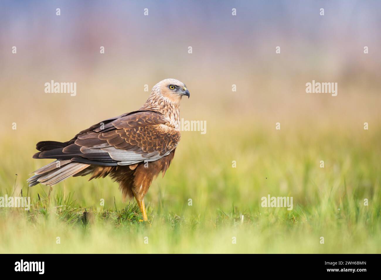 Flying Birds of prey Marsh harrier Circus aeruginosus, hunting time ...