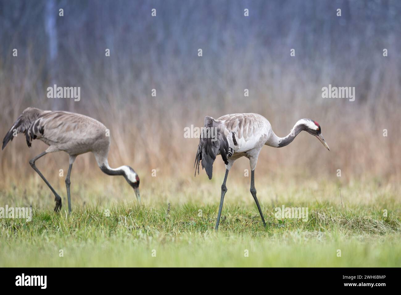 Spring crane hi-res stock photography and images - Alamy