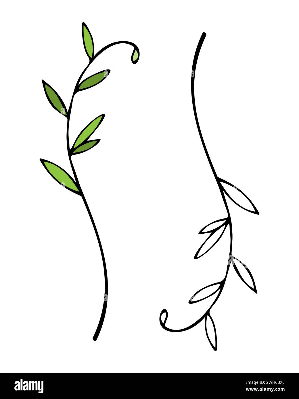 This image depicts a simple black line drawing of two elegant vines ...