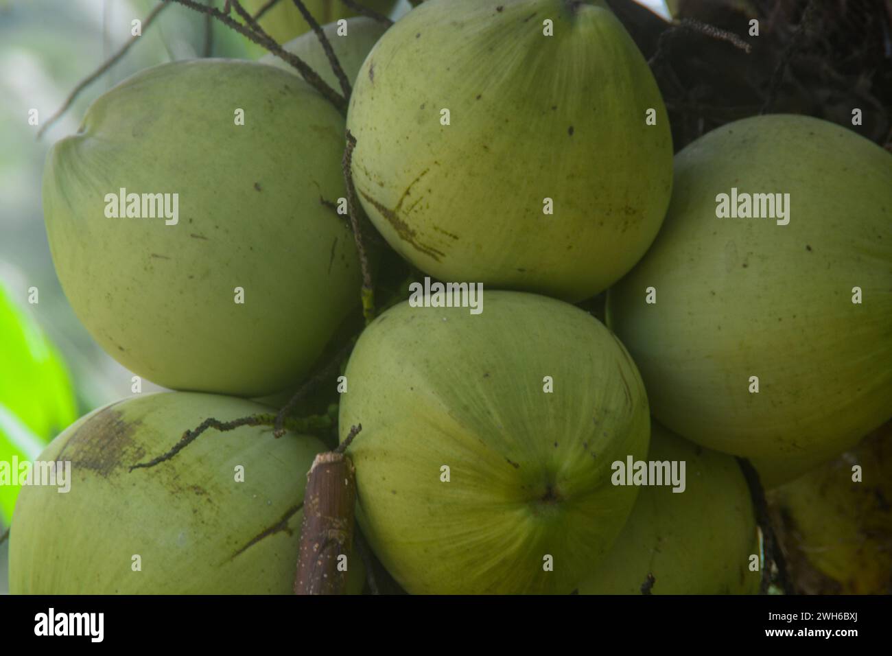 scene the coconut tree bears a lot of fruit and the tree is tall. in ...