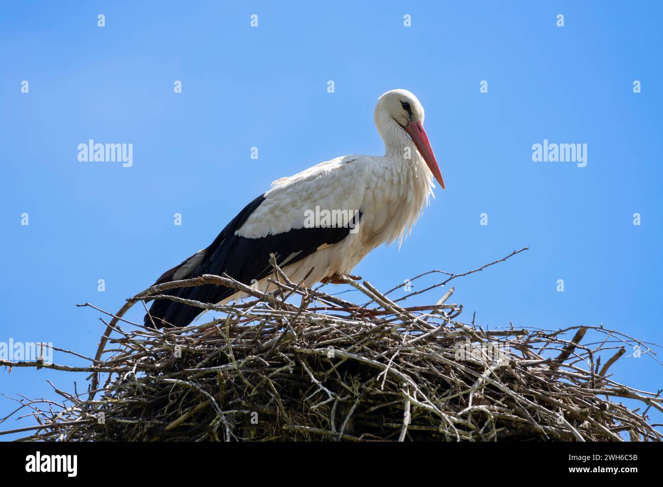 A very close up of beautiful stork specimen in its nest Stock Photo - Alamy