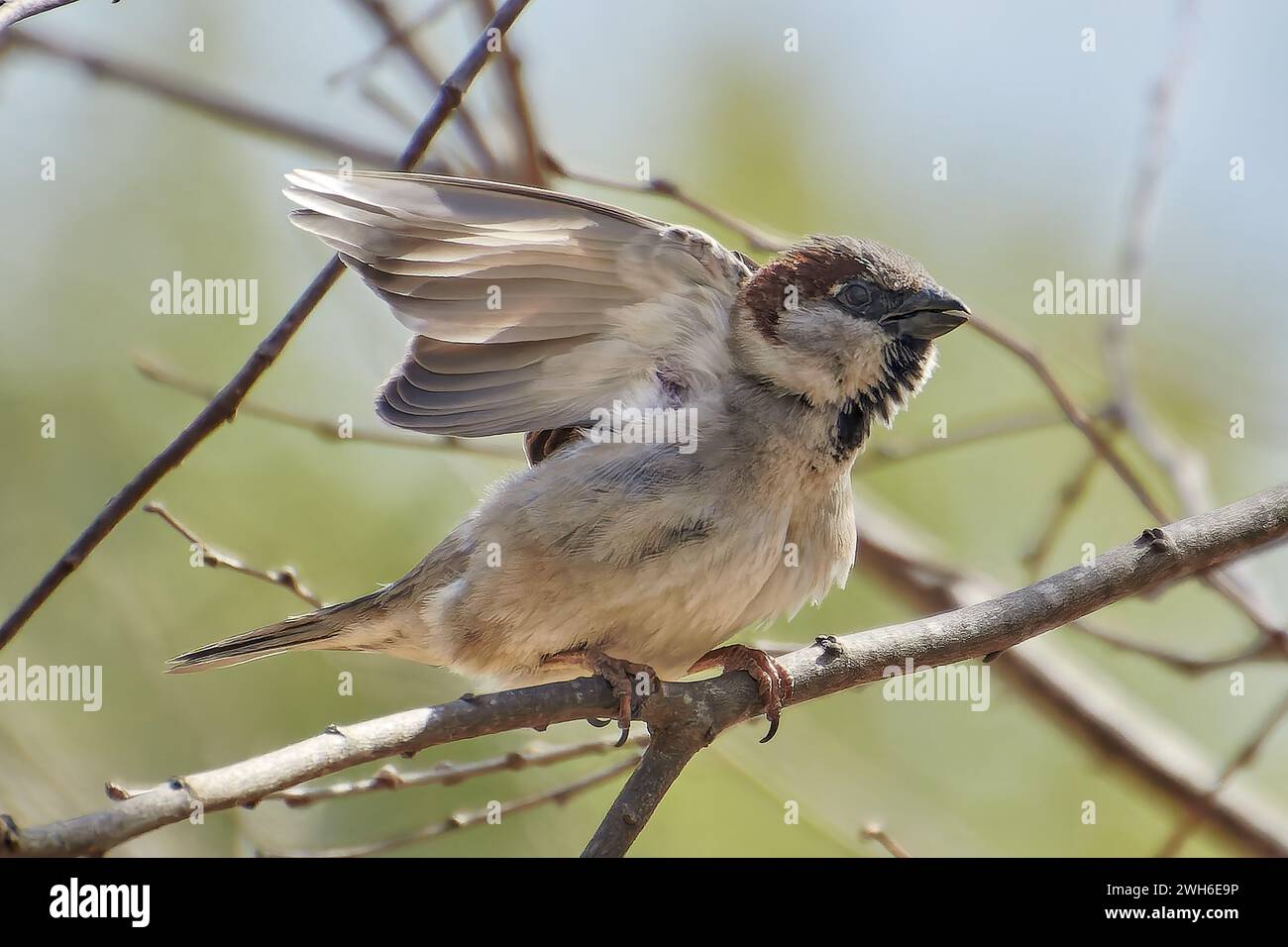 Birds of paradise Beautiful Sparrow Stock Photo - Alamy