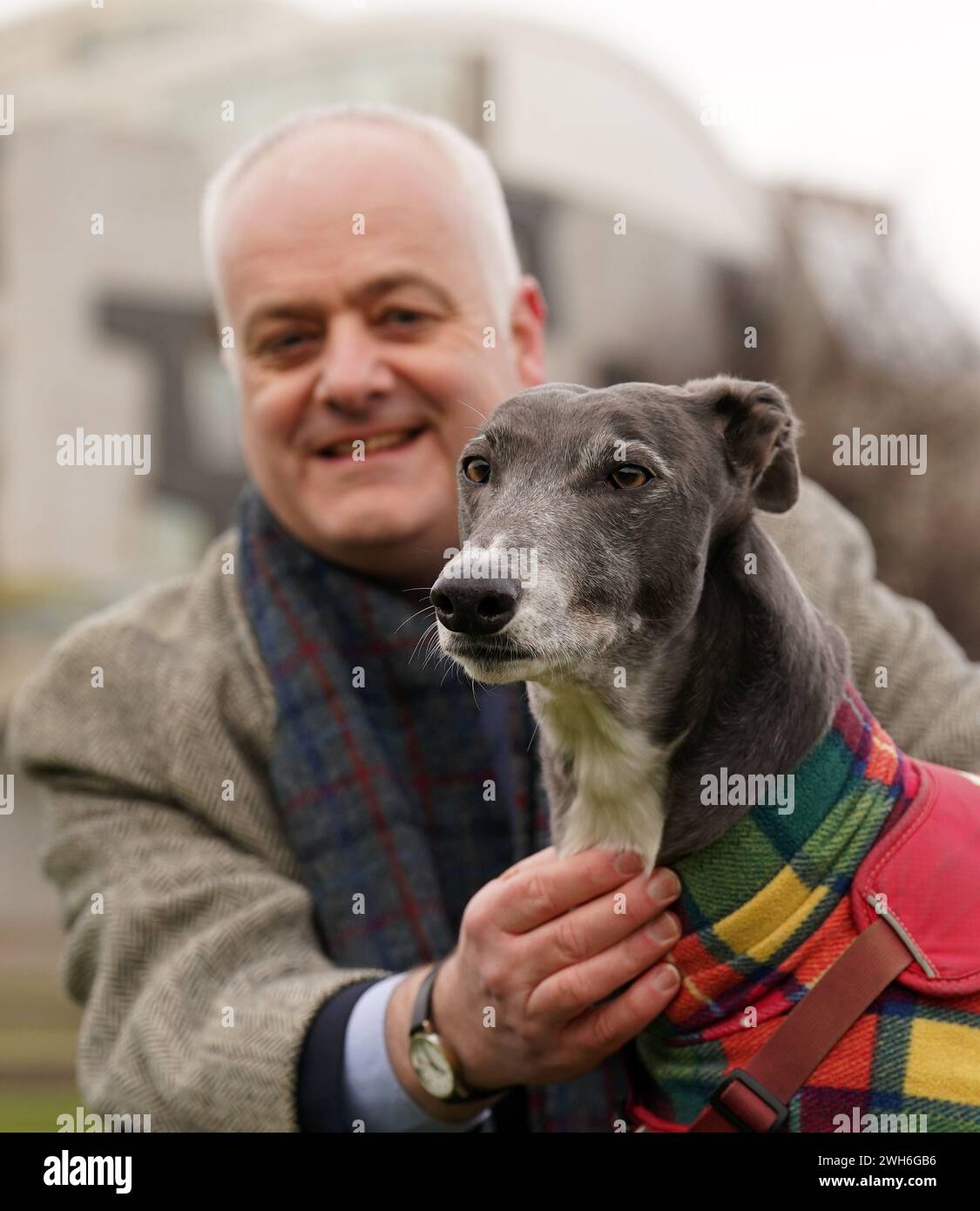 Former racing greyhound hi-res stock photography and images - Alamy