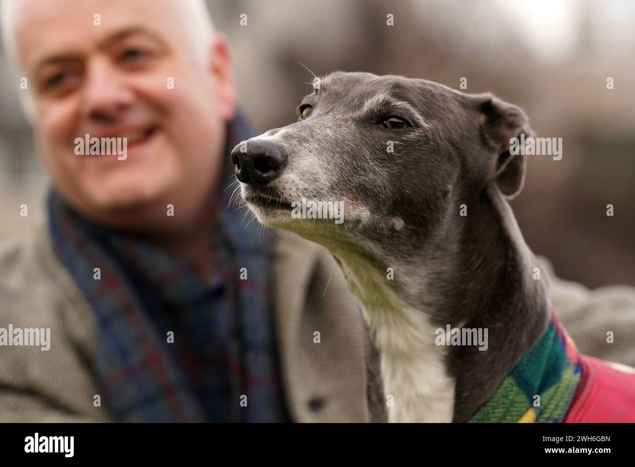 Former racing dog hi-res stock photography and images - Alamy