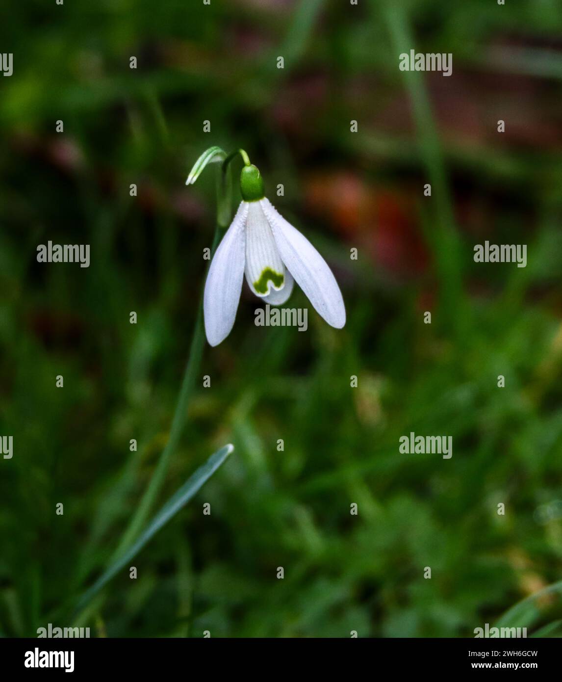 A Beautiful snowdrop flower in lush green grass, adorned with a ...