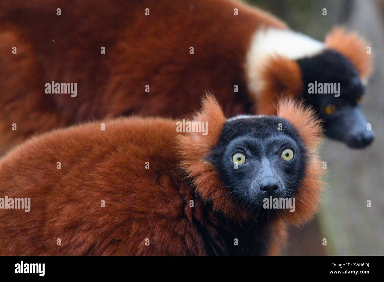 Lemur walk through enclosure hi-res stock photography and images - Alamy