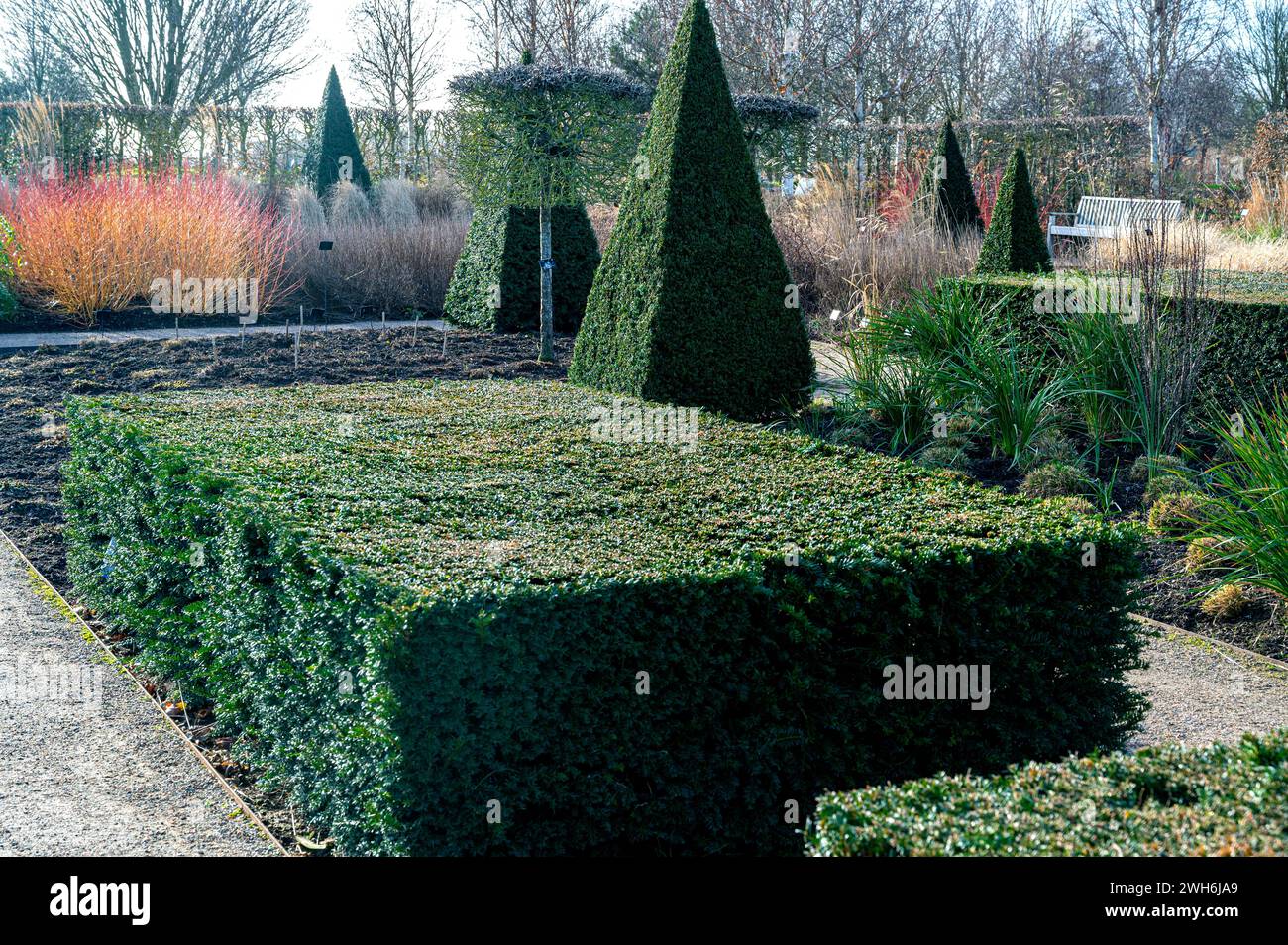 Yew topiary taxus baccata hi-res stock photography and images - Alamy