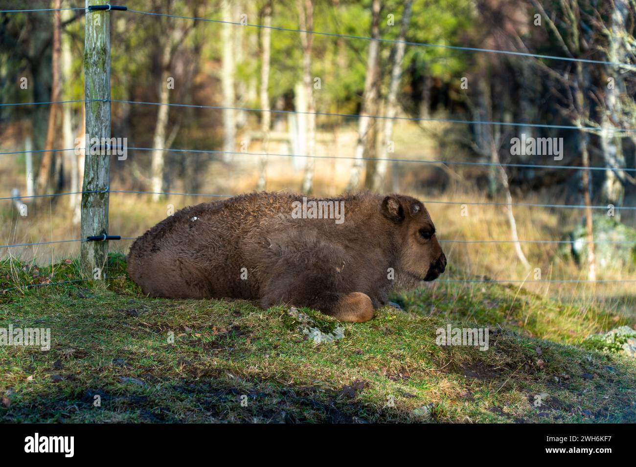 Bison enclosure hi-res stock photography and images - Alamy