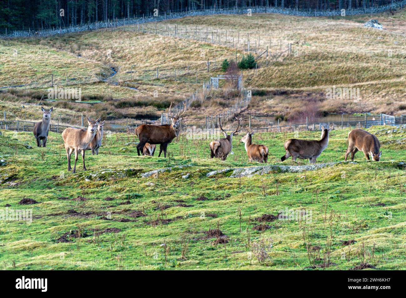 Animals grazing on green pasture in woodland Stock Photo - Alamy
