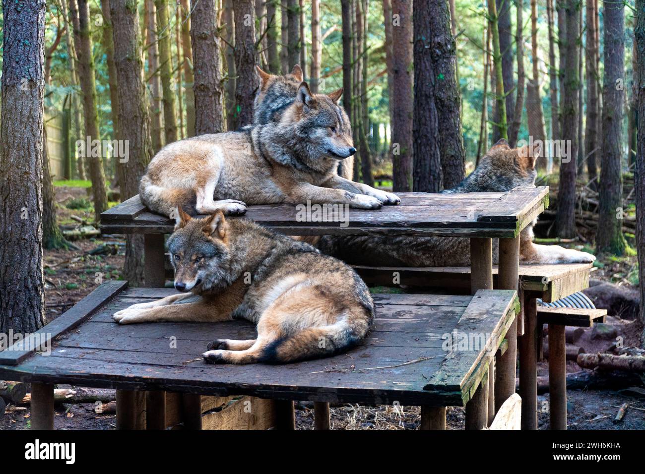 Two stunning dogs relaxing on tables Stock Photo - Alamy