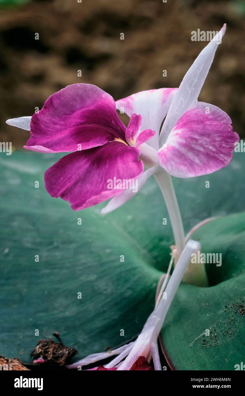 Kencur or aromatic ginger, (Kaempferia galanga), Zingiberaceae ...