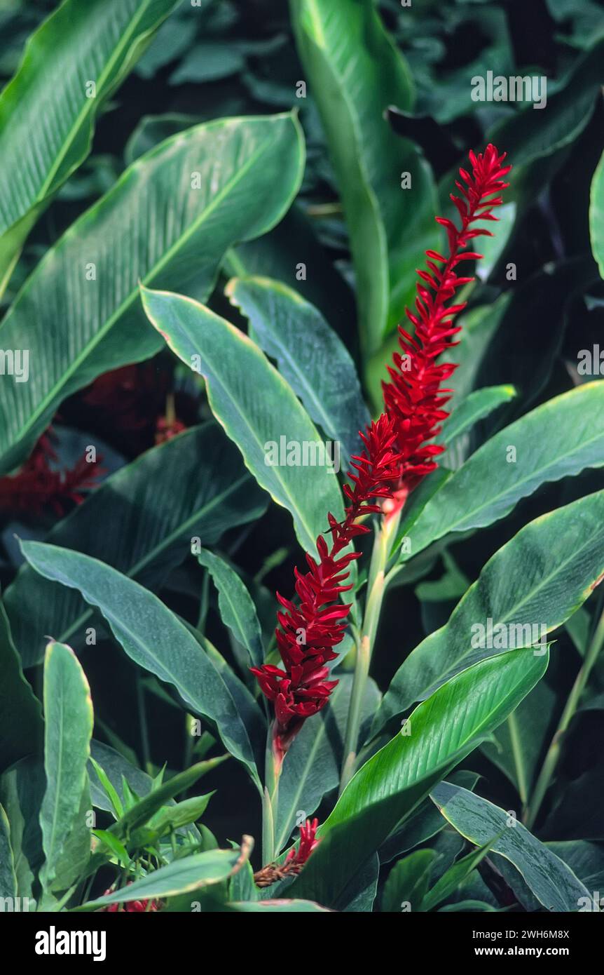 Red ginger (Alpinia purpurata), Zingiberaceae. Rhizomatous perennial ...