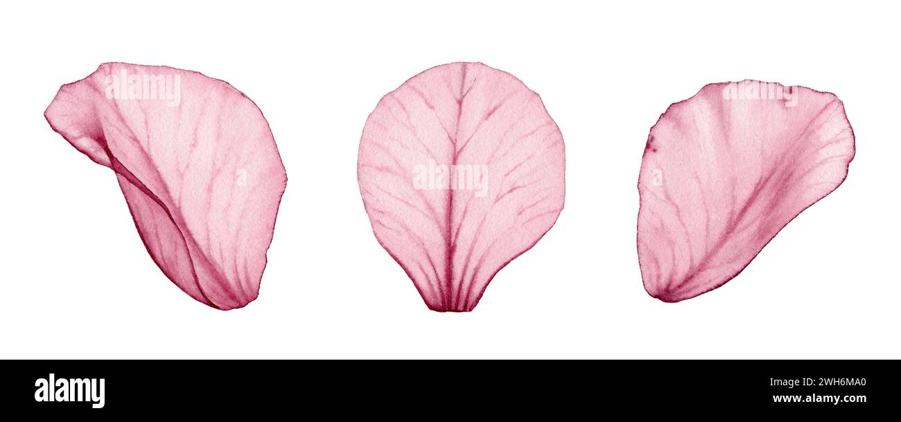 Watercolor rose petals. Three pink transparent petals in x-ray. Big ...